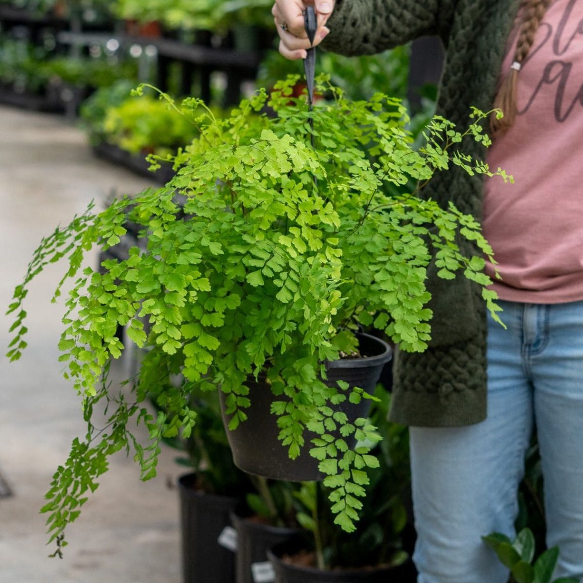 10 Beautiful Plants That Attract Fireflies to Your Garden