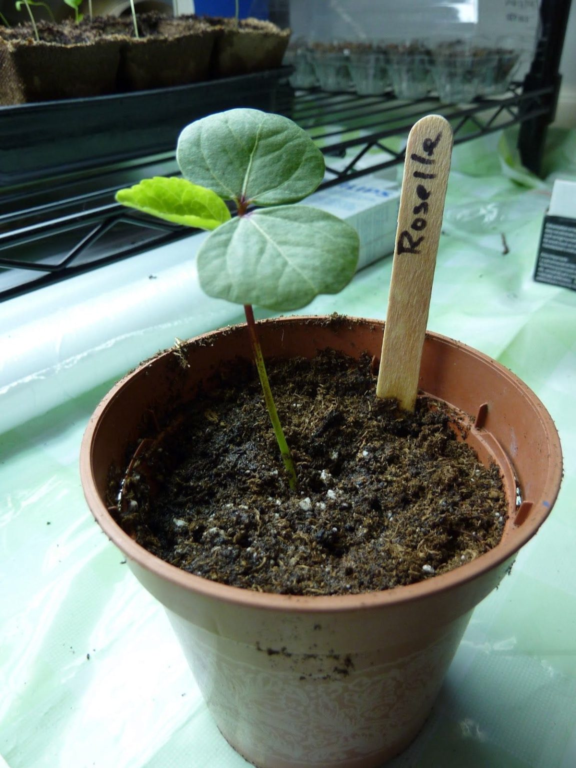 How to Grow Roselle Hibiscus from Seeds