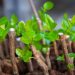 How to Propagate Blueberries Successfully for Berry Lovers
