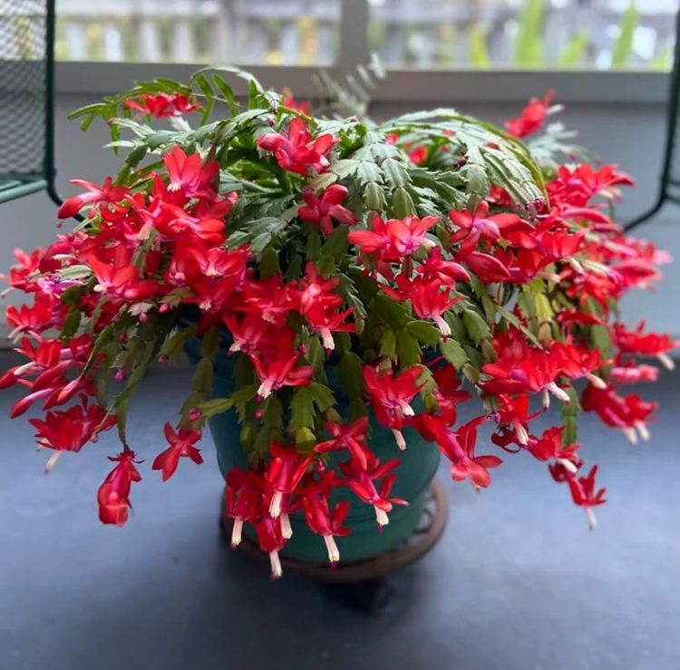 3 Christmas Cactus Types and Their Exotic Colors to Transform Your Home