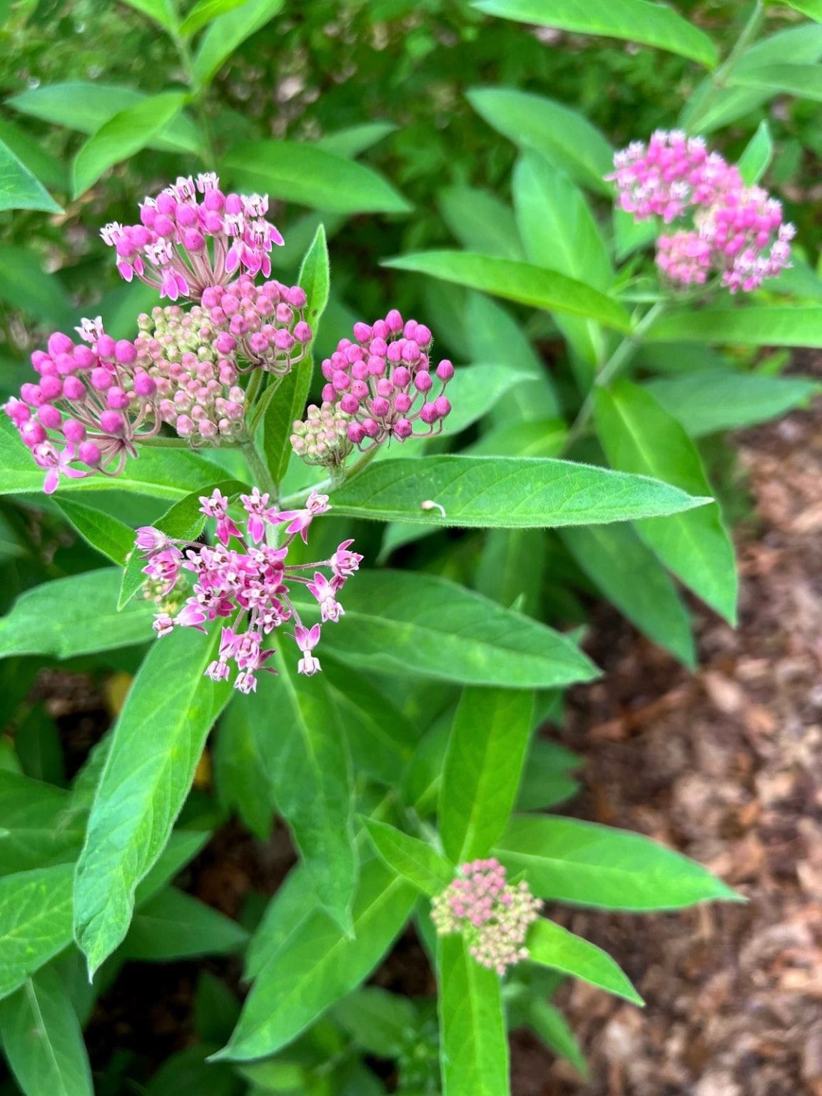 10 Beautiful Plants That Attract Fireflies to Your Garden