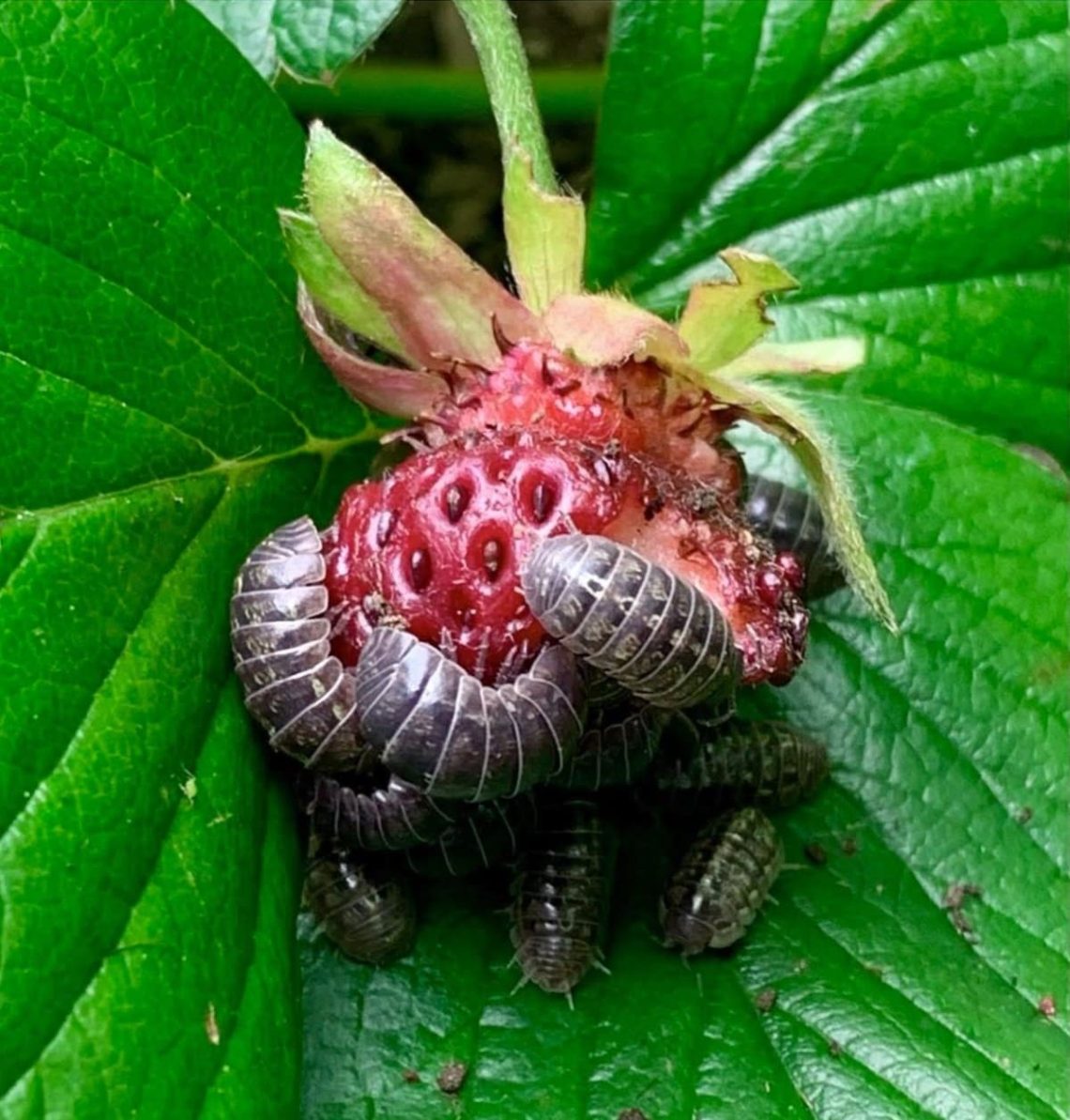 Roly Polies in the Garden: Helpful Cleaners or Sneaky Snackers?