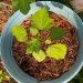 How to Grow Roselle Hibiscus from Seeds