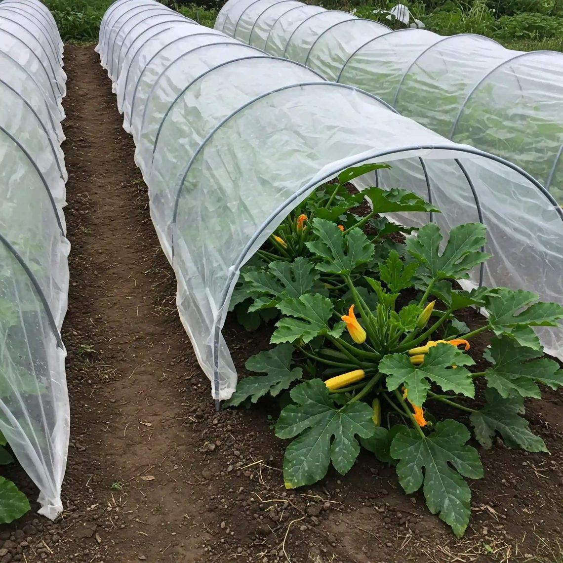 These Tips Are Super Effective to Prevent Squash Bug