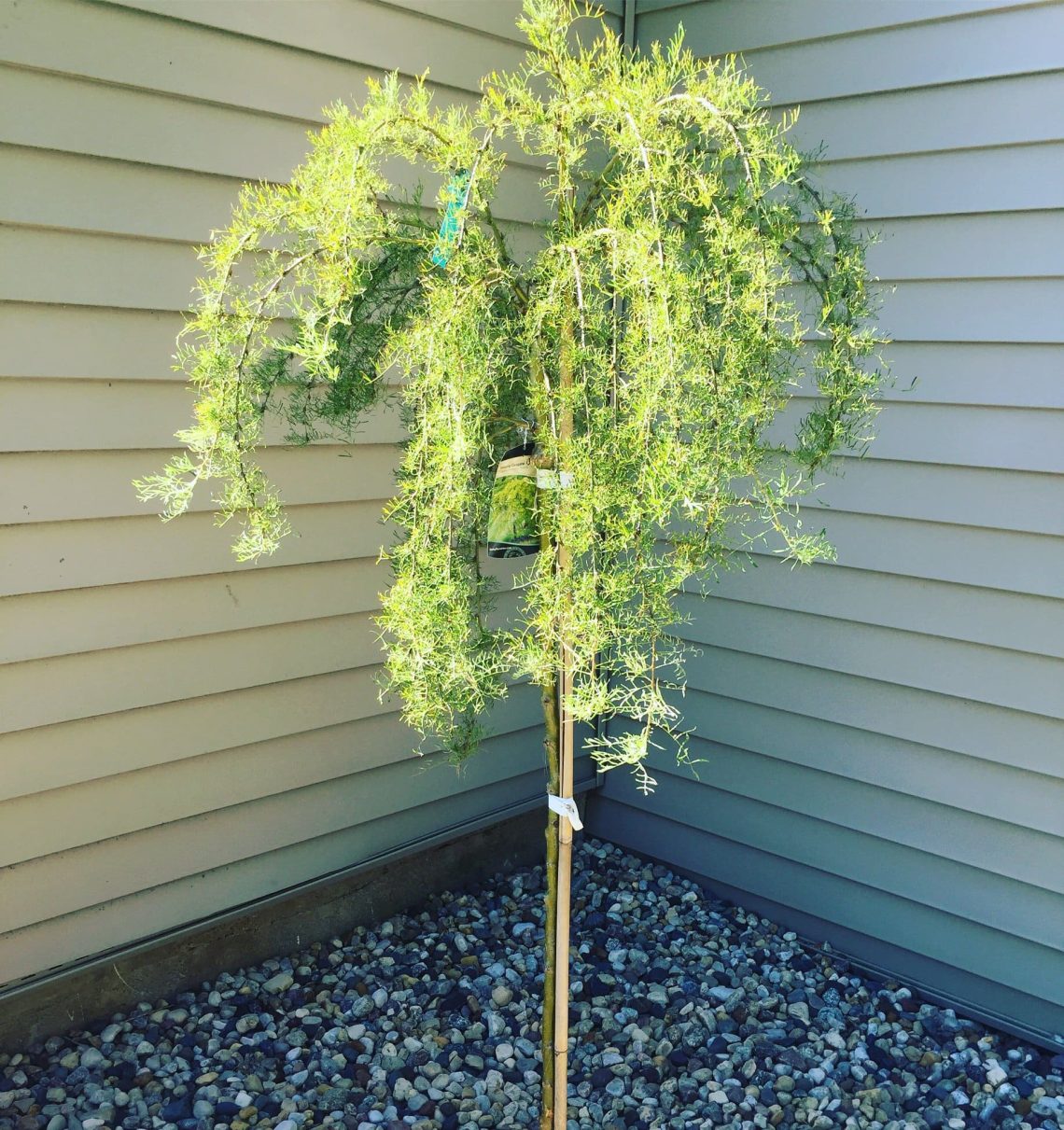 10 Gorgeous Dwarf Weeping Trees to Add Elegance to Small Spaces