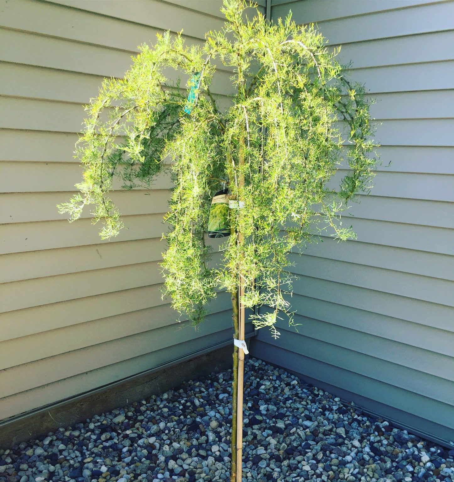 10 Gorgeous Dwarf Weeping Trees to Add Elegance to Small Spaces