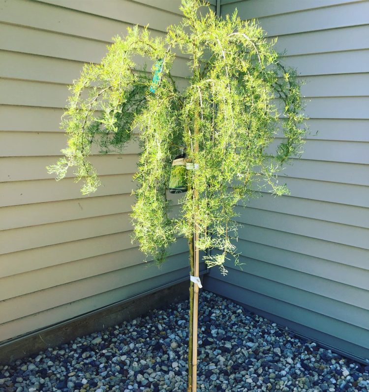 10 Gorgeous Dwarf Weeping Trees to Add Elegance to Small Spaces