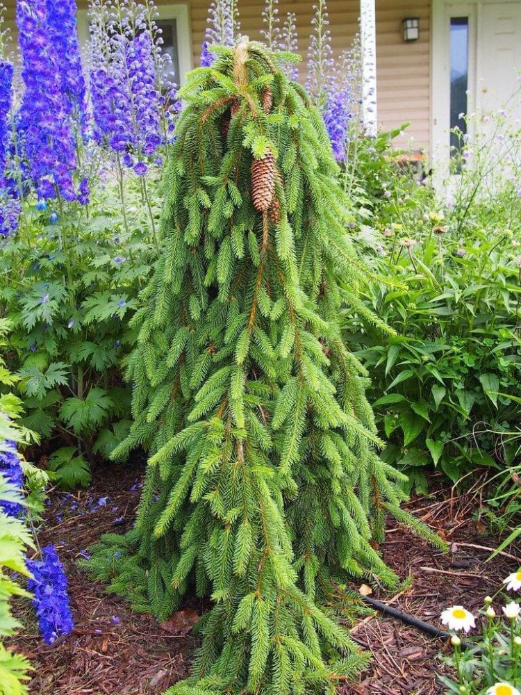 10 Gorgeous Dwarf Weeping Trees to Add Elegance to Small Spaces