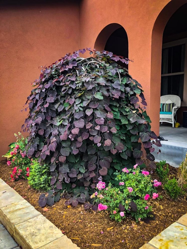 10 Gorgeous Dwarf Weeping Trees to Add Elegance to Small Spaces