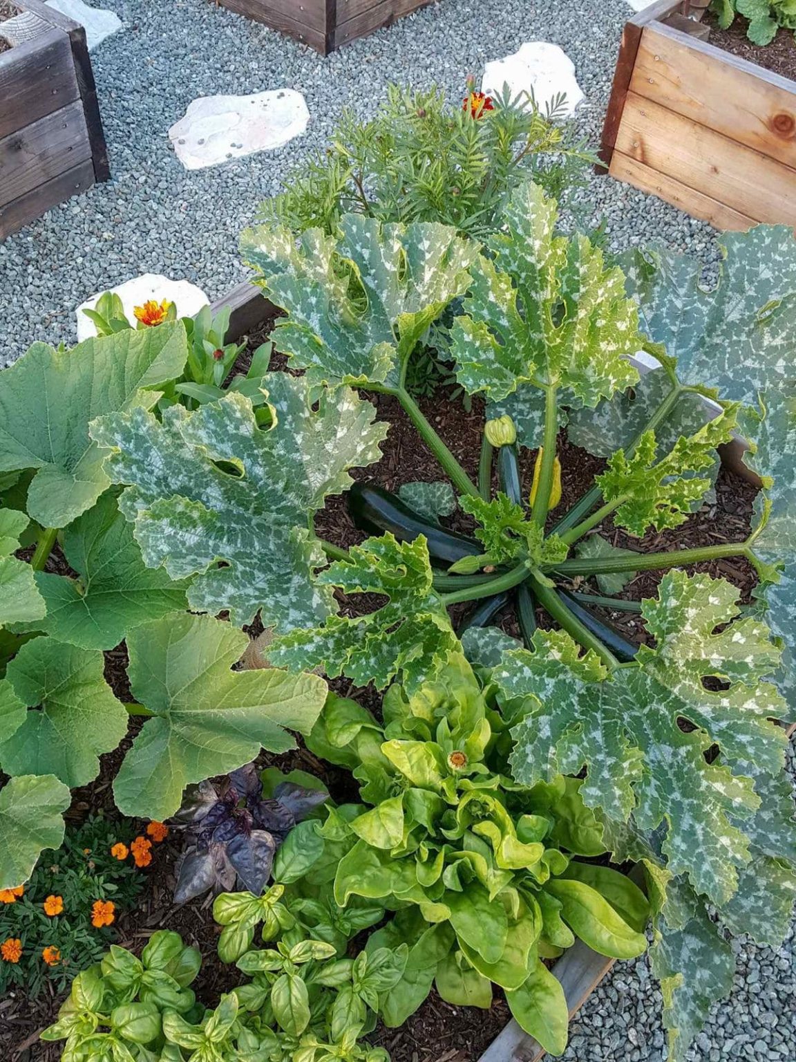 Many Gardeners Don't Know to Use Chicken Poop as Fertilizer. Here're ...