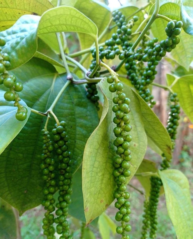 How to Grow Black Pepper in a Pot 100% Success