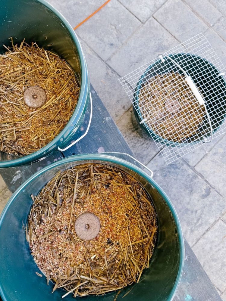 How to Kill Mosquitoes and Their Larvae with the Mosquito Bucket of Doom