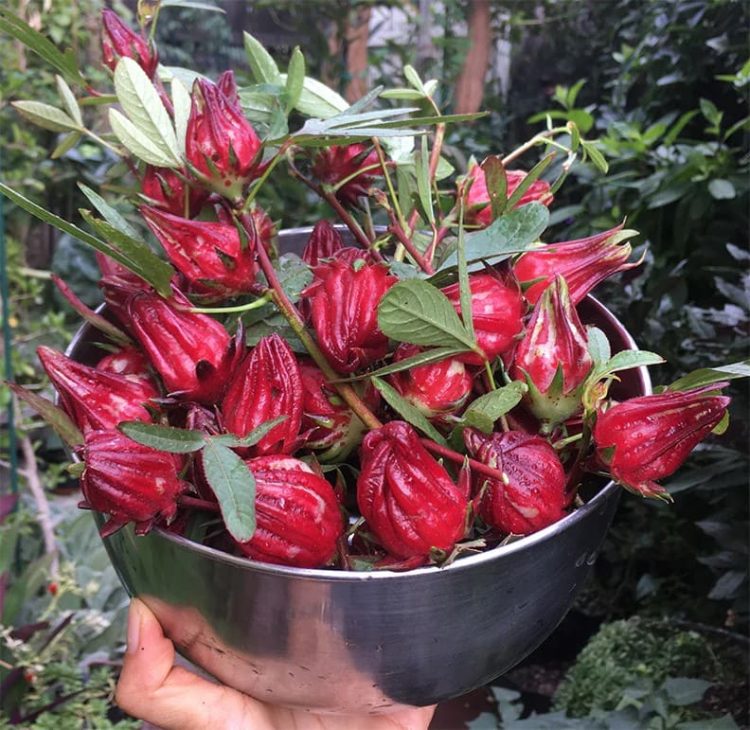 How to Grow Roselle Hibiscus from Seeds