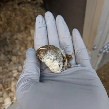 Many Gardeners Don't Know to Use Chicken Poop as Fertilizer. Here're ...