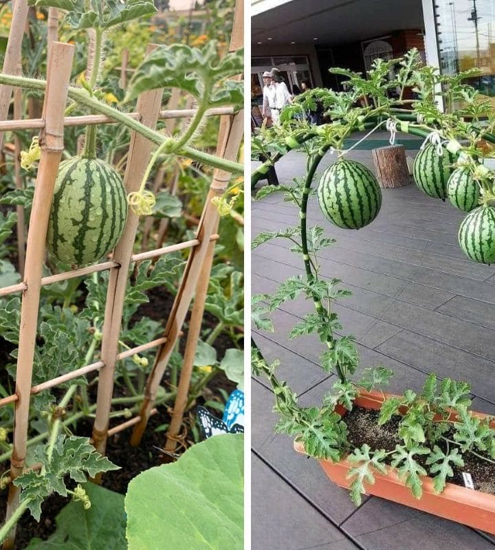 15 Watermelon Trellis Ideas to Save Space and Grow Bigger Harvests