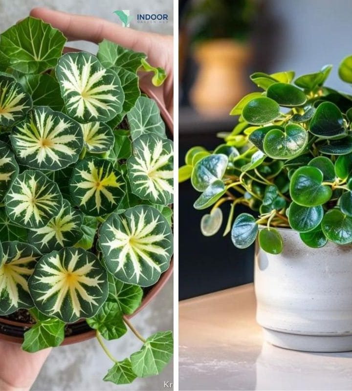10 Beautiful Round-Leaf Houseplants to Brighten Your Home