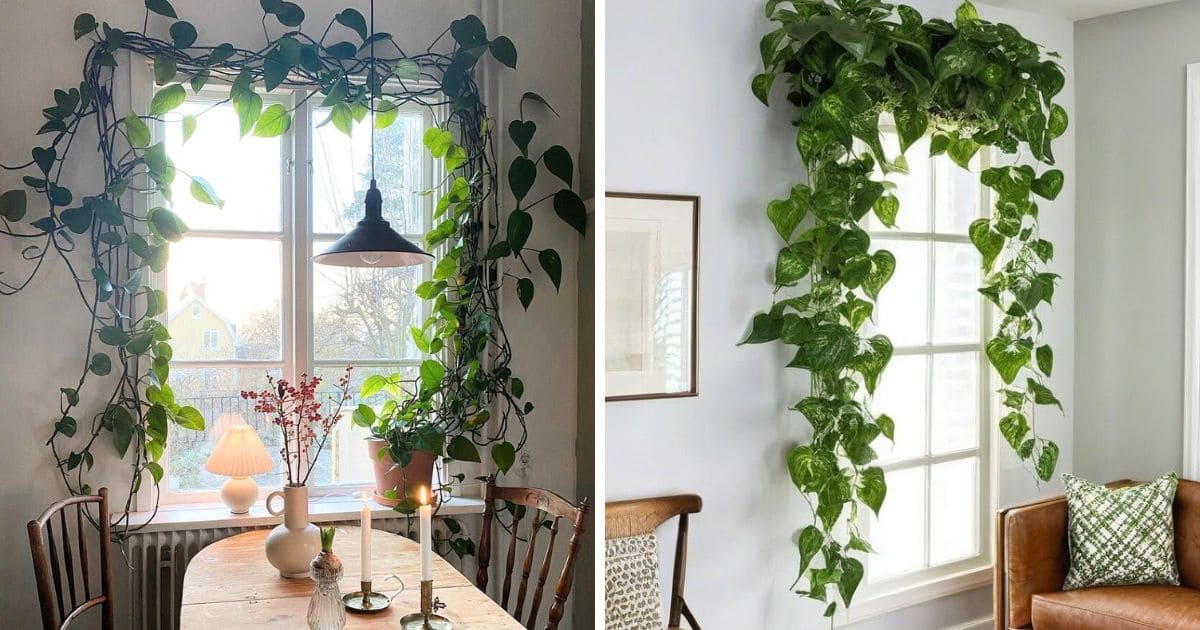 How to Grow a Gorgeous Pothos Curtain for Window