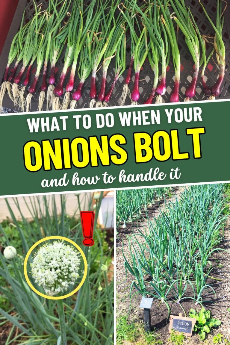 What to Do When Your Onions Bolt And How to Handle It