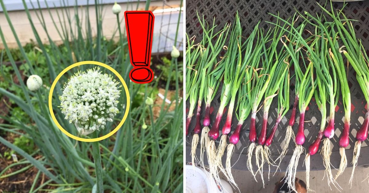 What to Do When Your Onions Bolt And How to Handle It