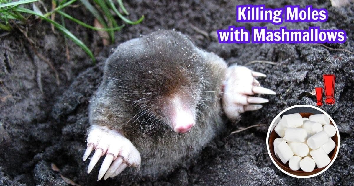 Killing Moles with Marshmallows – A Strange but Popular Trick