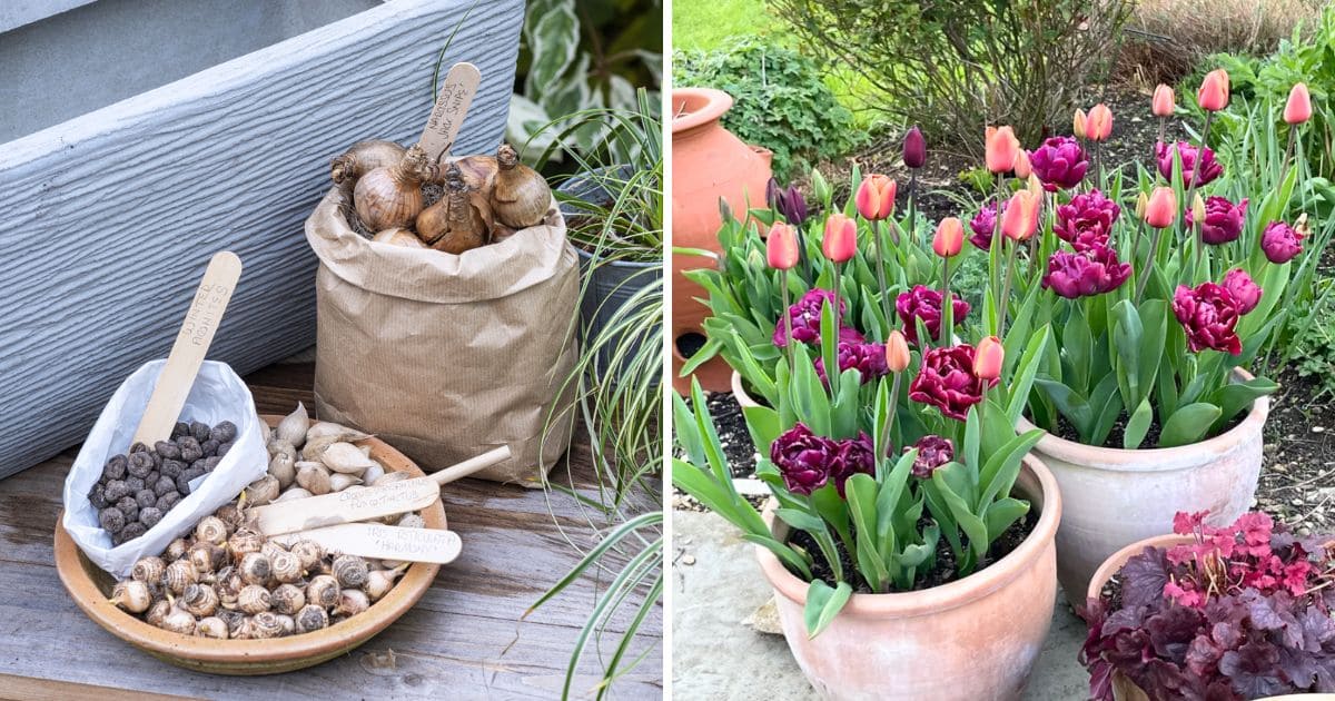 Do’s and Don’ts of Lasagne Planting Bulb Lovers Must Know