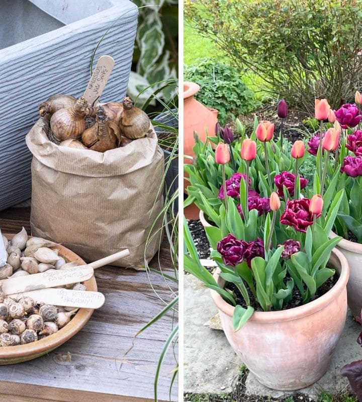 Do’s and Don’ts of Lasagne Planting Bulb Lovers Must Know