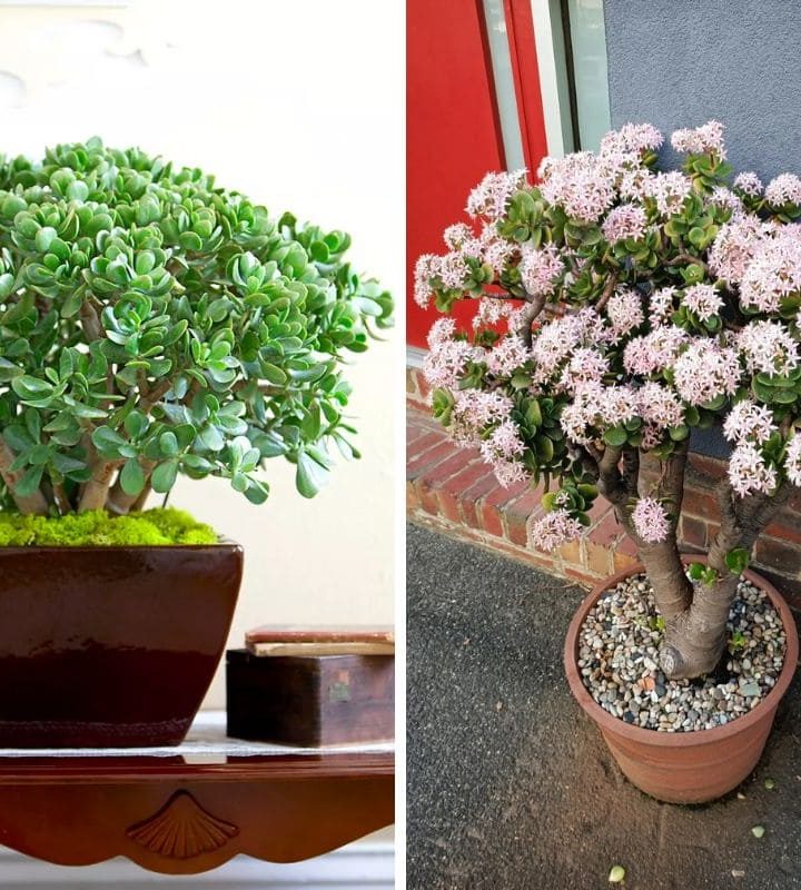 10 Fascinating Things You May Not Know About Jade Plants
