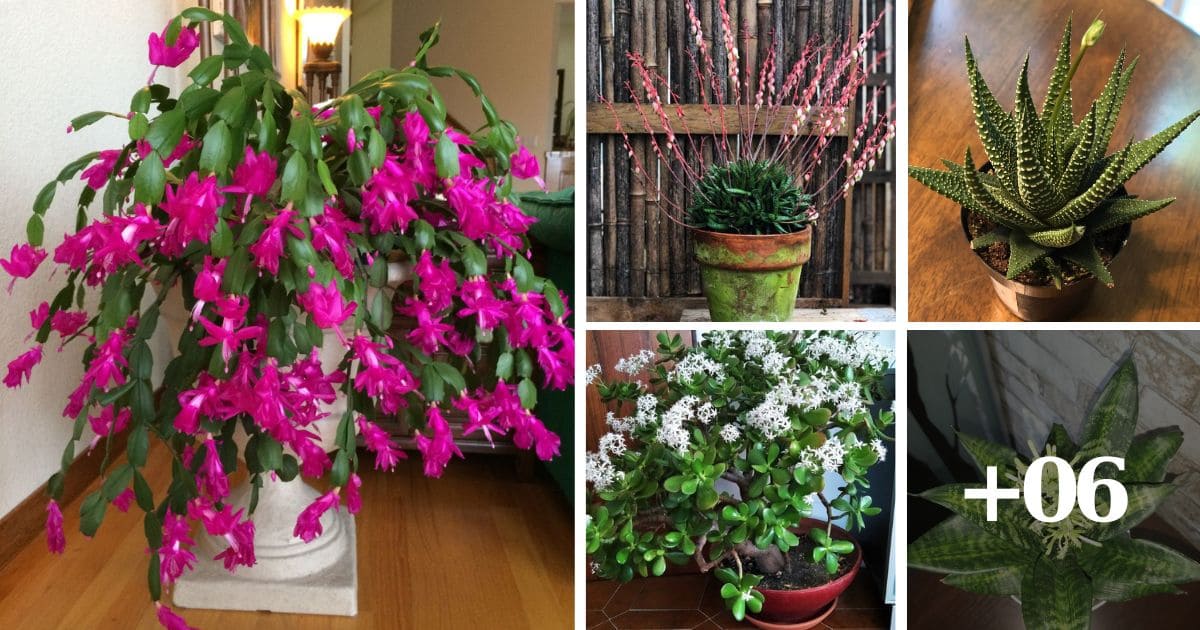 10 Succulents That Beautifully Bloom in Shade
