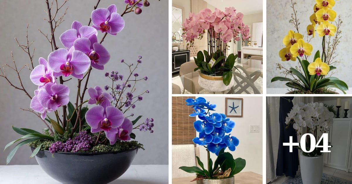 8 Best Orchid Colors and Their Meanings
