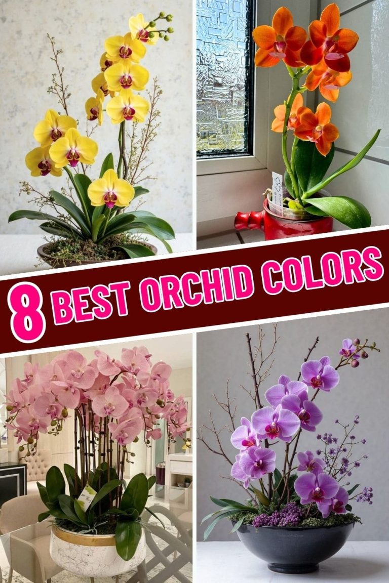 8 Best Orchid Colors and Their Meanings