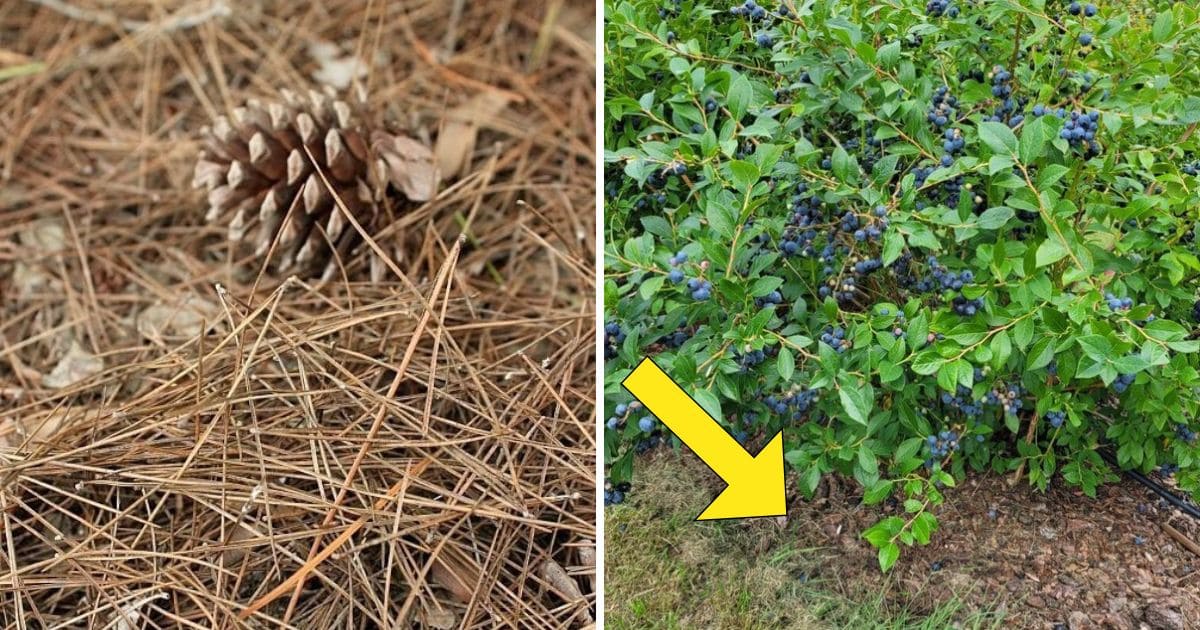 Why Pine Needles Are the Best Mulch for Blueberries