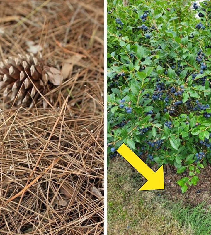 Why Pine Needles Are the Best Mulch for Blueberries