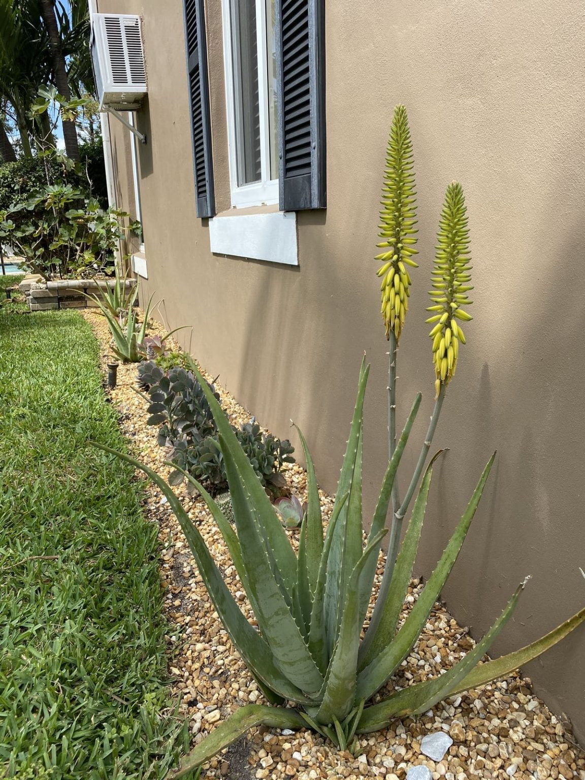 Why Your Aloe Vera Isn’t Flowering And How to Fix It