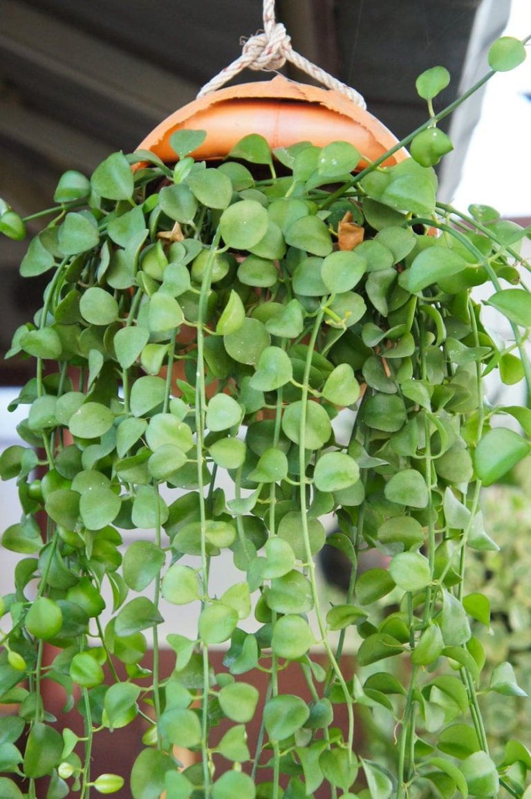 10 Beautiful Round-Leaf Houseplants to Brighten Your Home