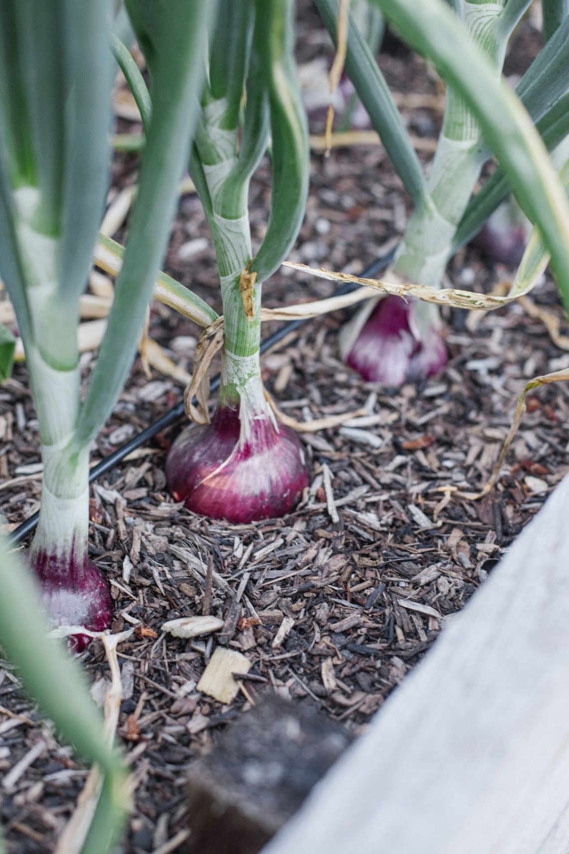 What to Do When Your Onions Bolt And How to Handle It