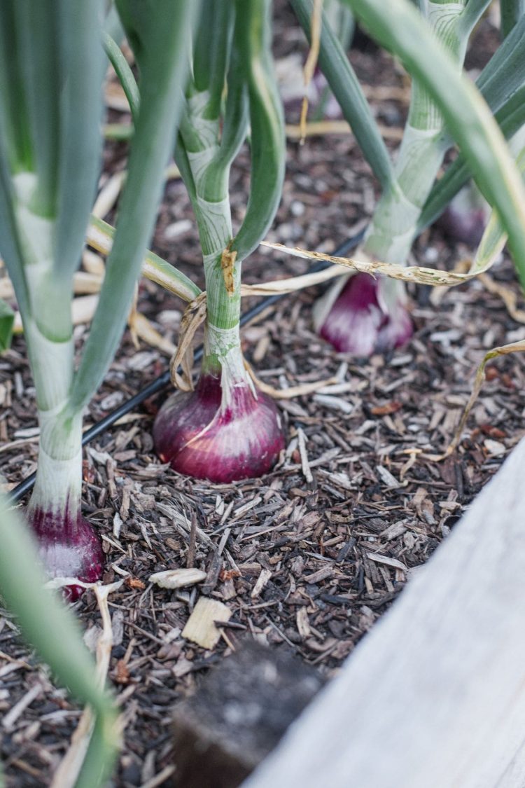 What to Do When Your Onions Bolt And How to Handle It