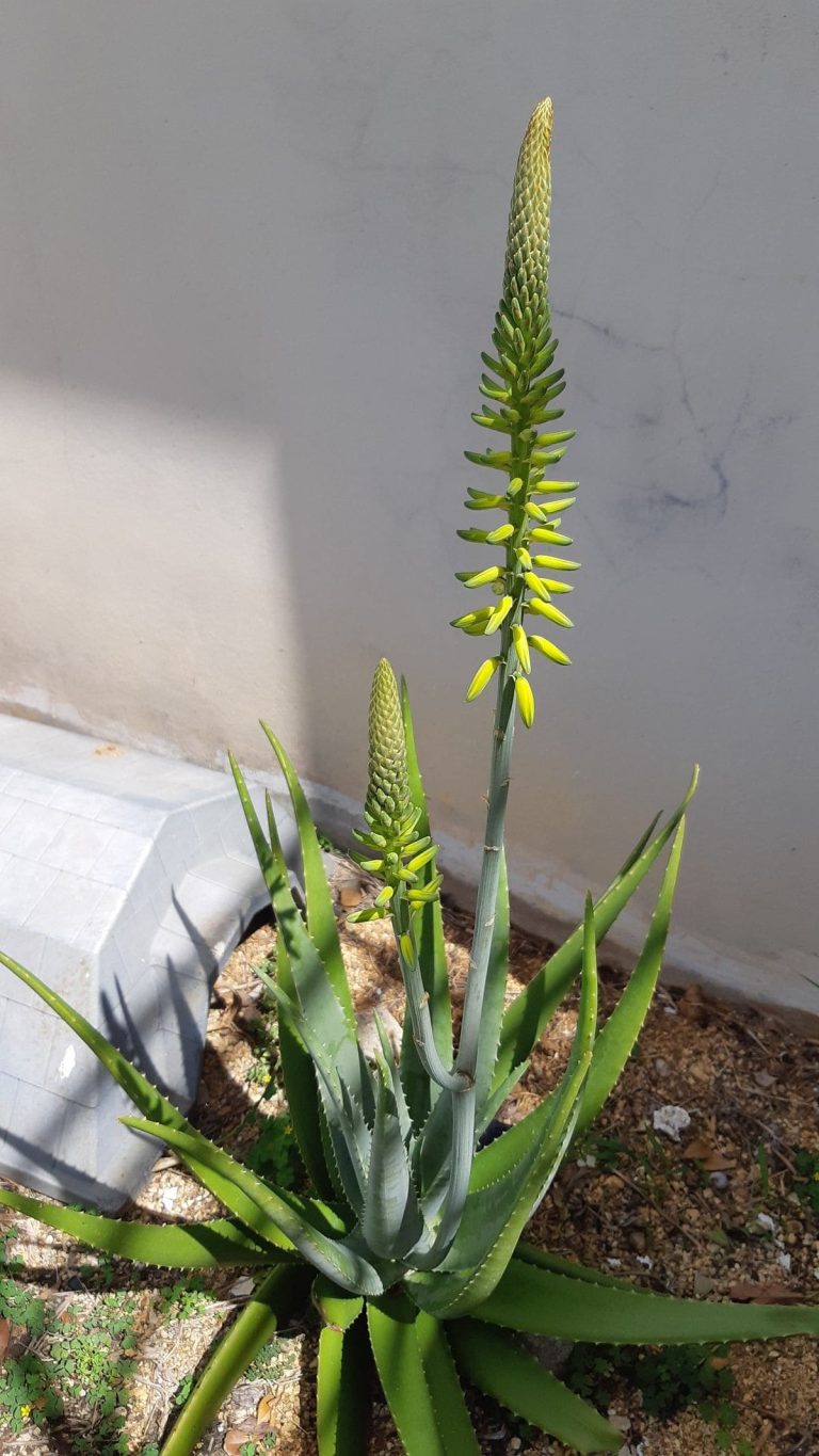 Why Your Aloe Vera Isn’t Flowering And How to Fix It