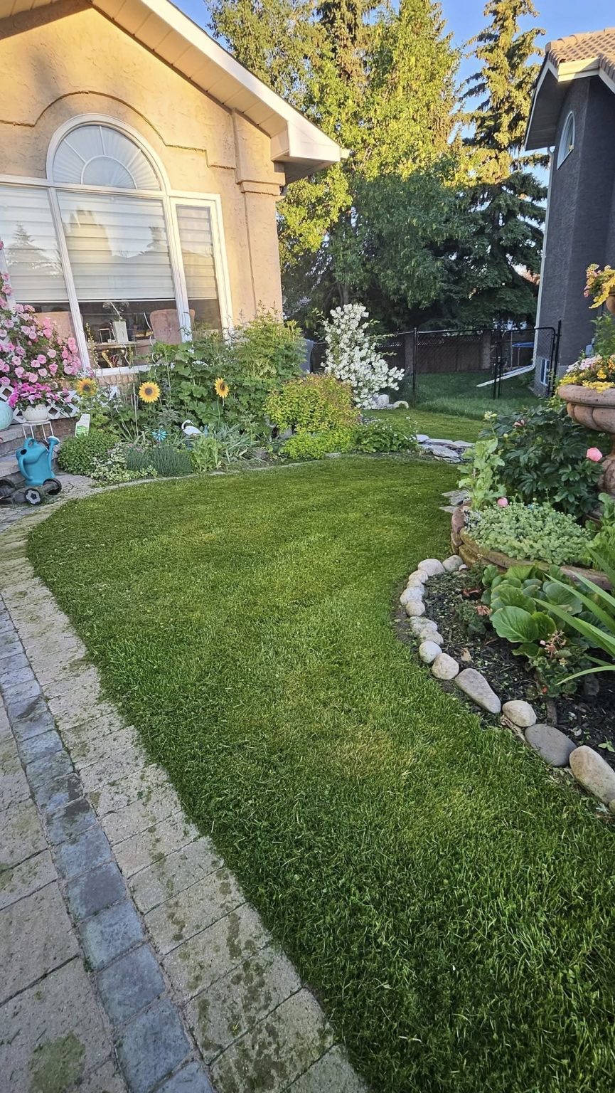 The Complete Guide to Clover Lawns: Benefits, Care, and How to Plant One