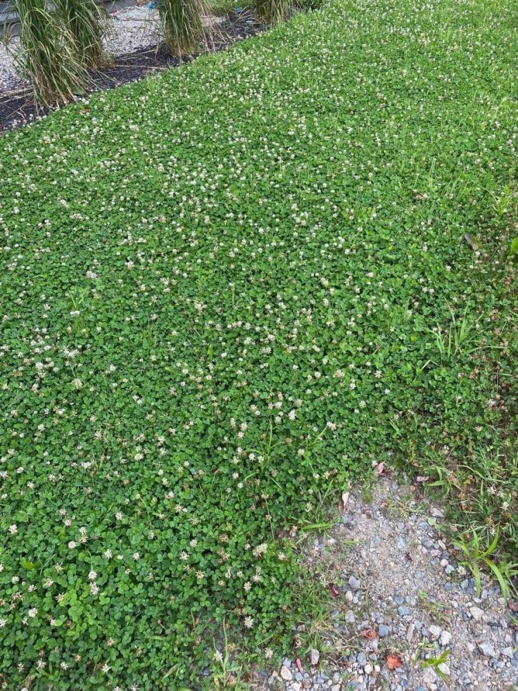 The Complete Guide to Clover Lawns: Benefits, Care, and How to Plant One