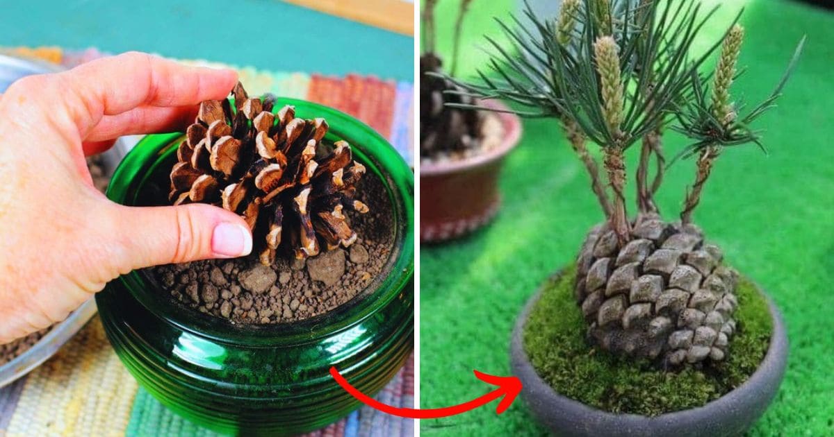 How to Grow a Tiny Pine Tree from a Pine Cone