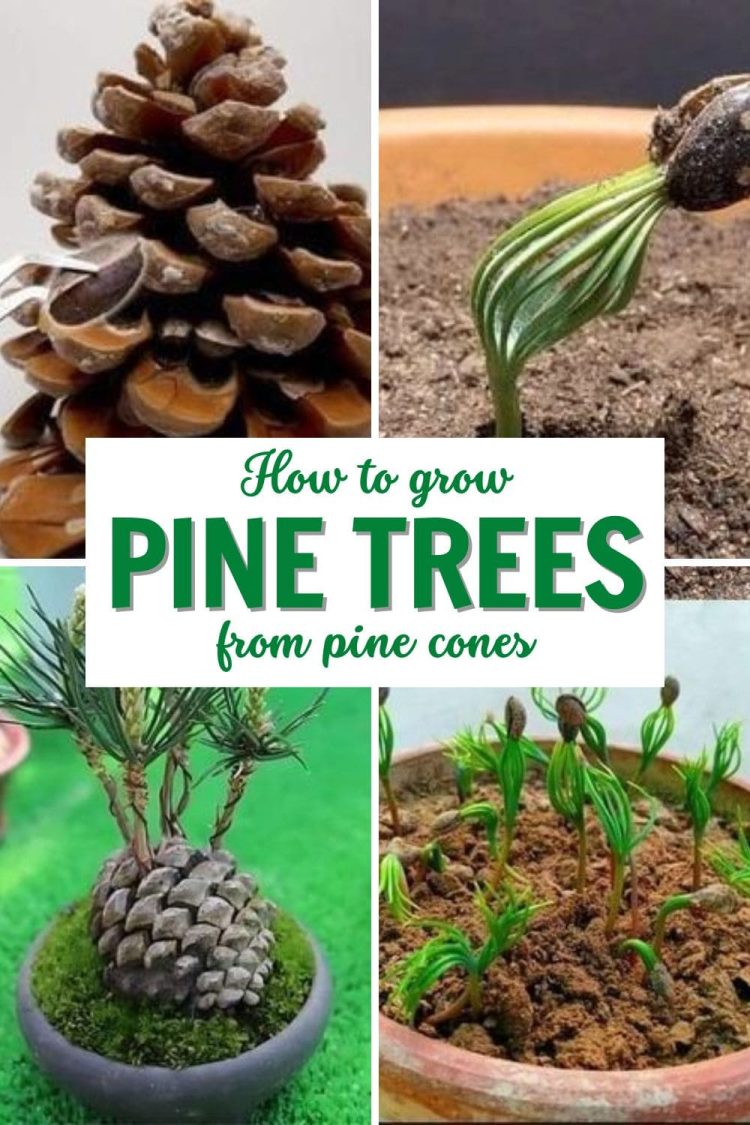 How to Grow a Tiny Pine Tree from a Pine Cone