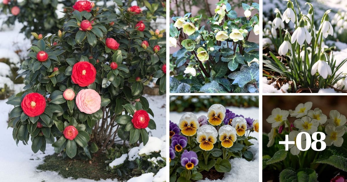 12 Stunning Winter Plants That Bloom Brightly in the Cold