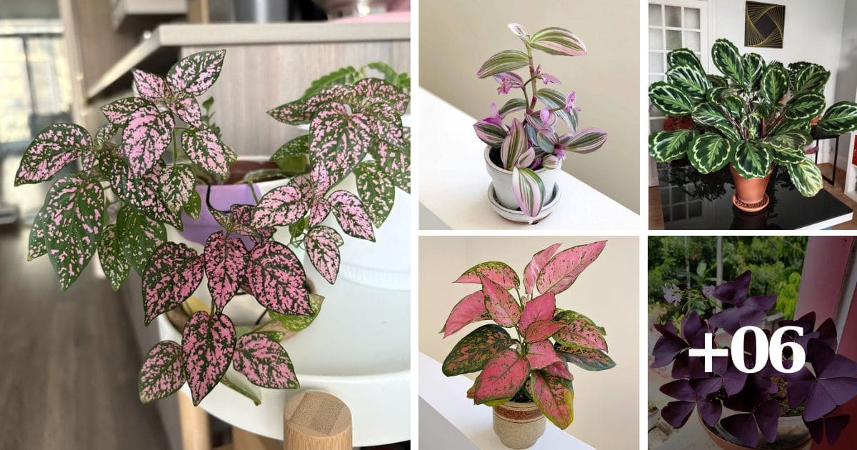 10 Stunning Indoor Plants That Change Colors