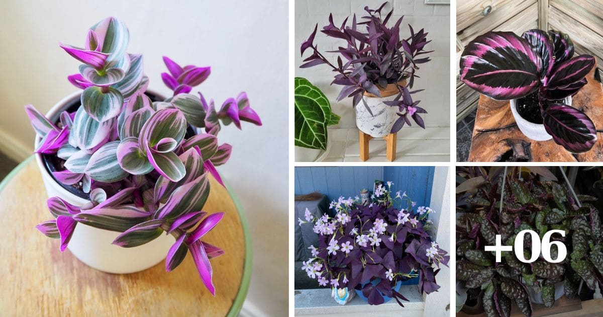 10 Stunning Plants With Purple Leaves for a Bold Garden