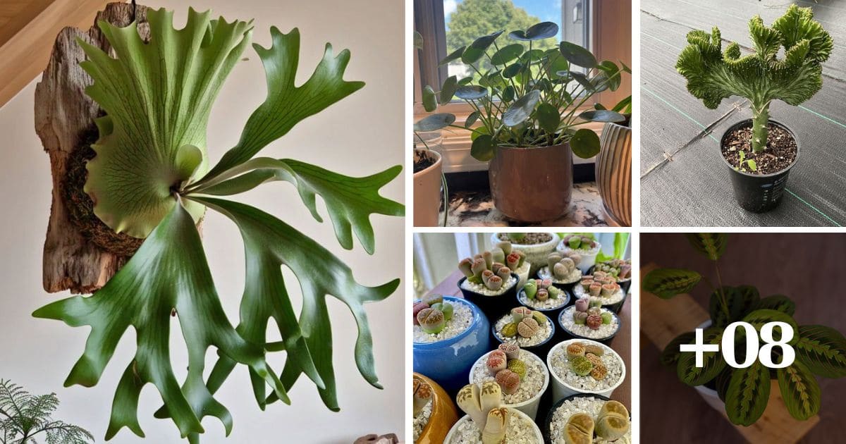12 Unique Houseplants That Will Make Your Home Stand Out