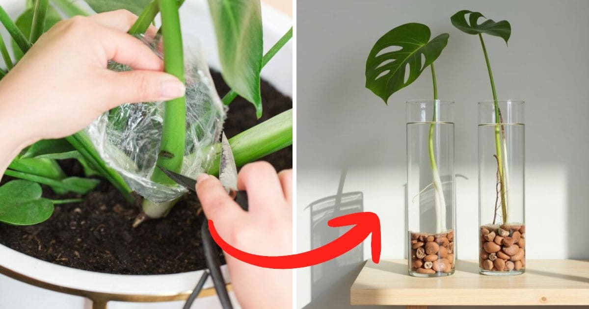 4 Easy Steps to Grow Monstera in Water Successfully