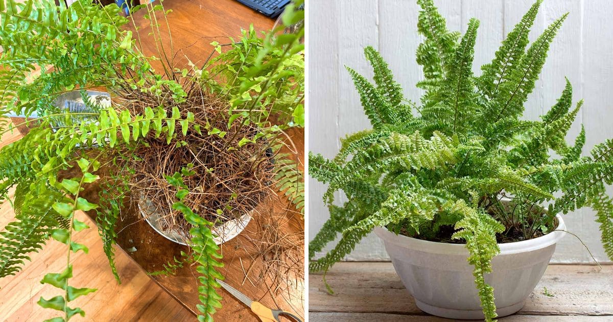 How to Overwinter Ferns and Keep Them Thriving