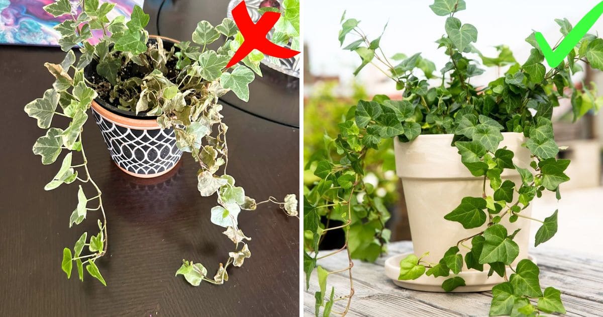 10 Mistakes To Avoid When Growing English Ivy Indoors