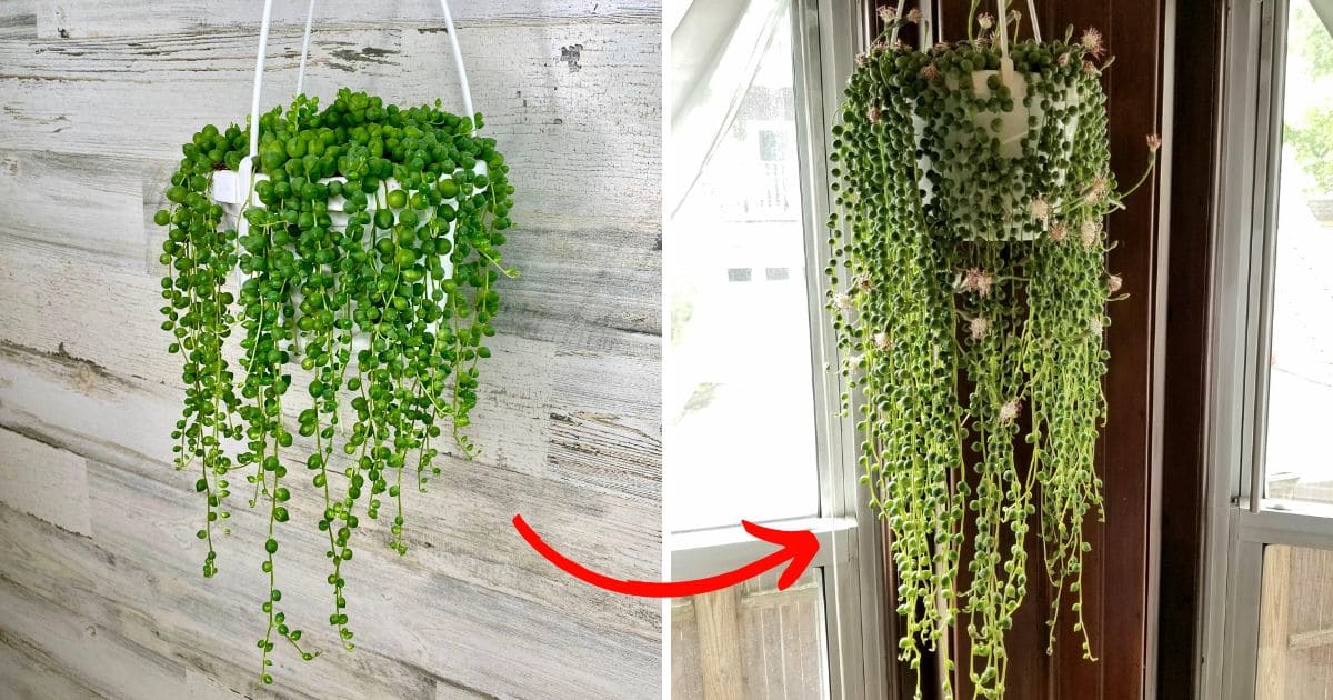7 Proven Tricks to Make Your String of Pearls Flower
