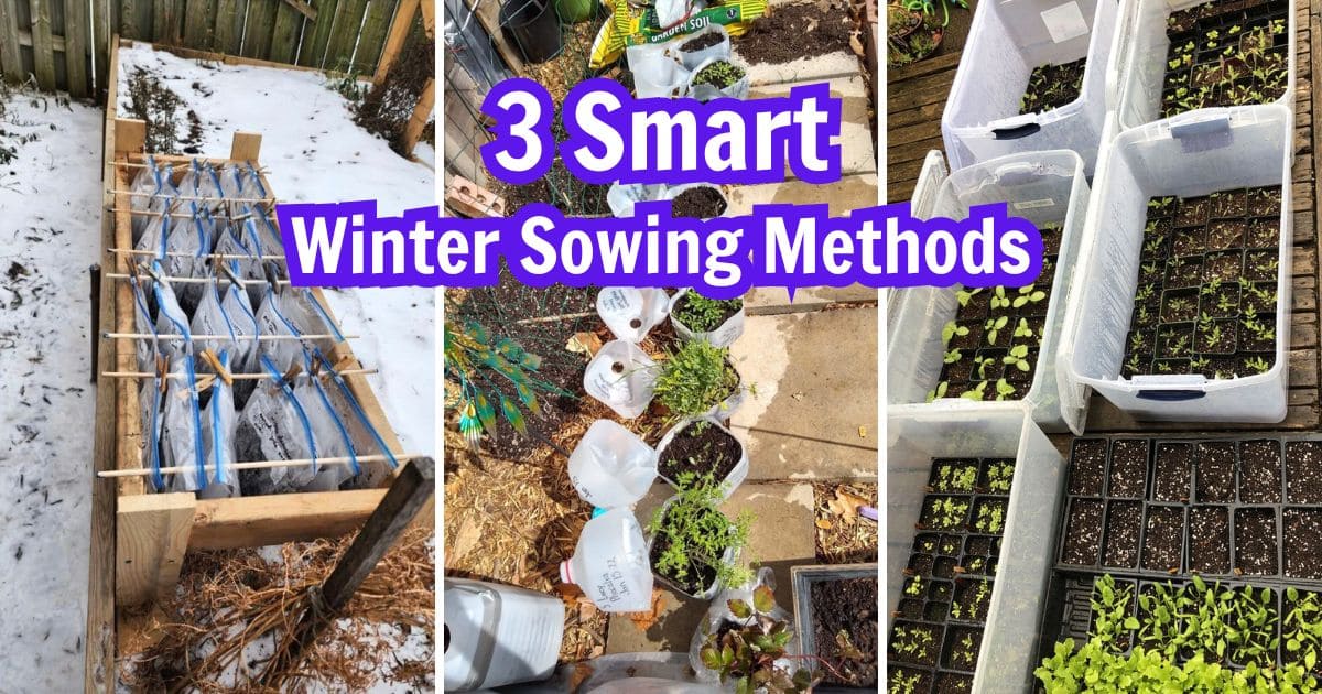 3 Smart Winter Sowing Methods Every Gardener Should Try